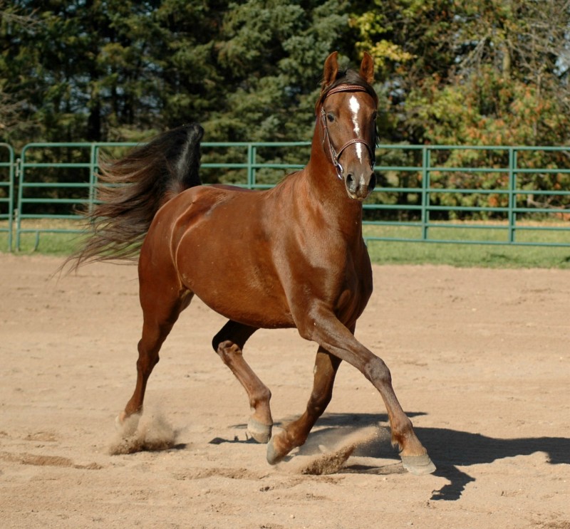 Chestnut Friesian Horse